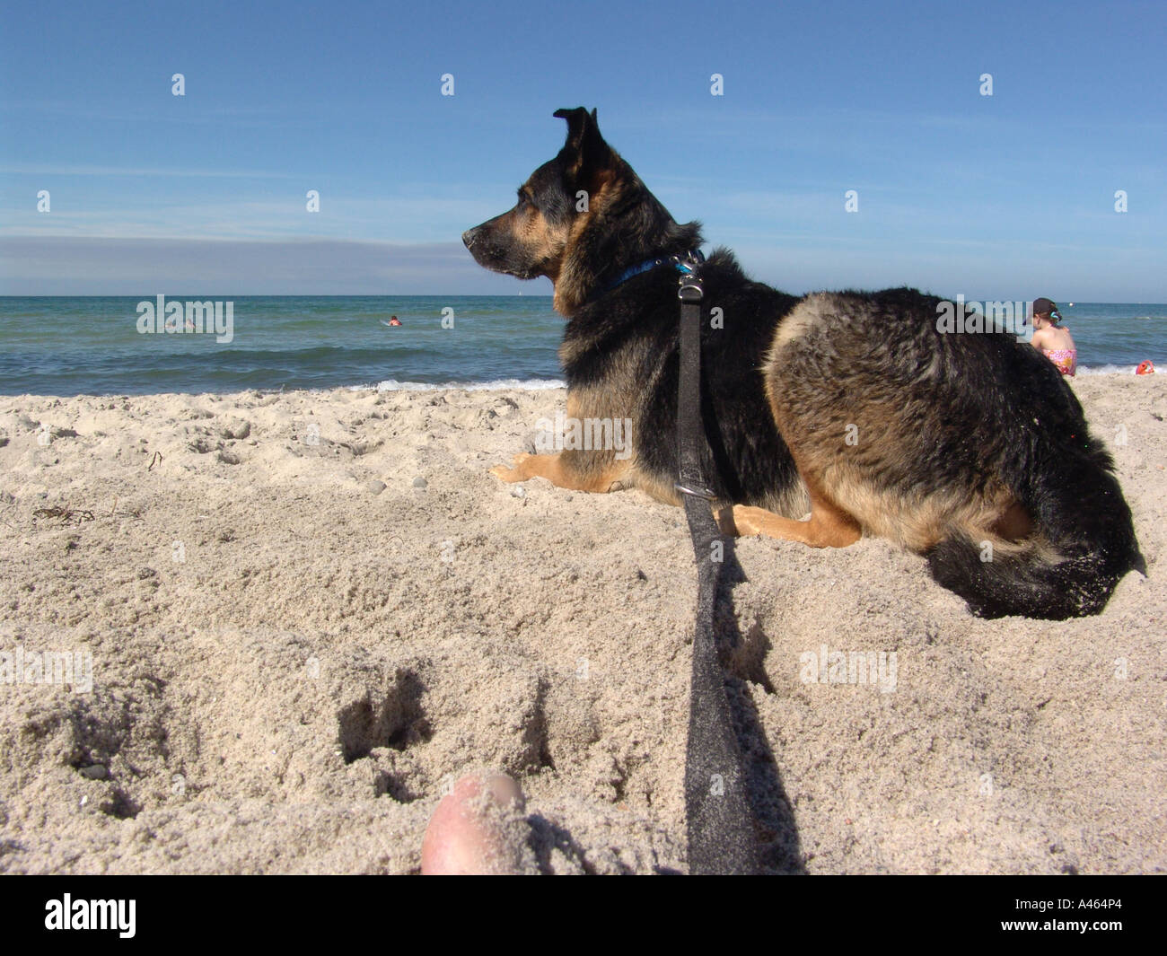 Baltic Sea beach with Dierhaben beach (Fischland). Dog beach, shepherd ...