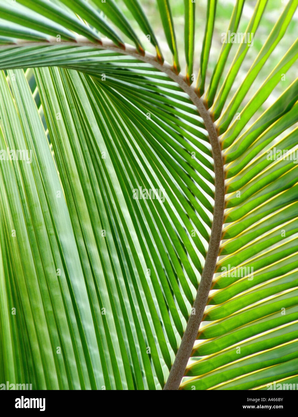 Abstract detail of palm leaf Stock Photo - Alamy