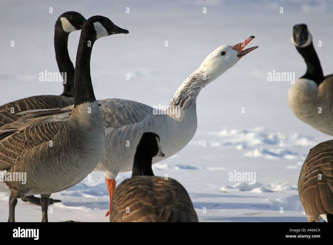Looking different in a crowd hi-res stock photography and images - Alamy