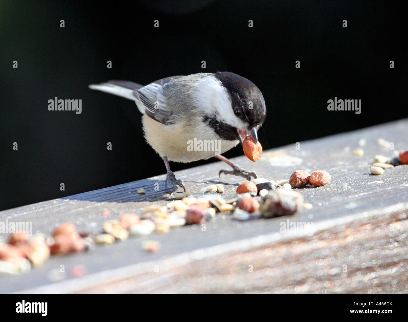 Black capped chickadees hi-res stock photography and images - Alamy