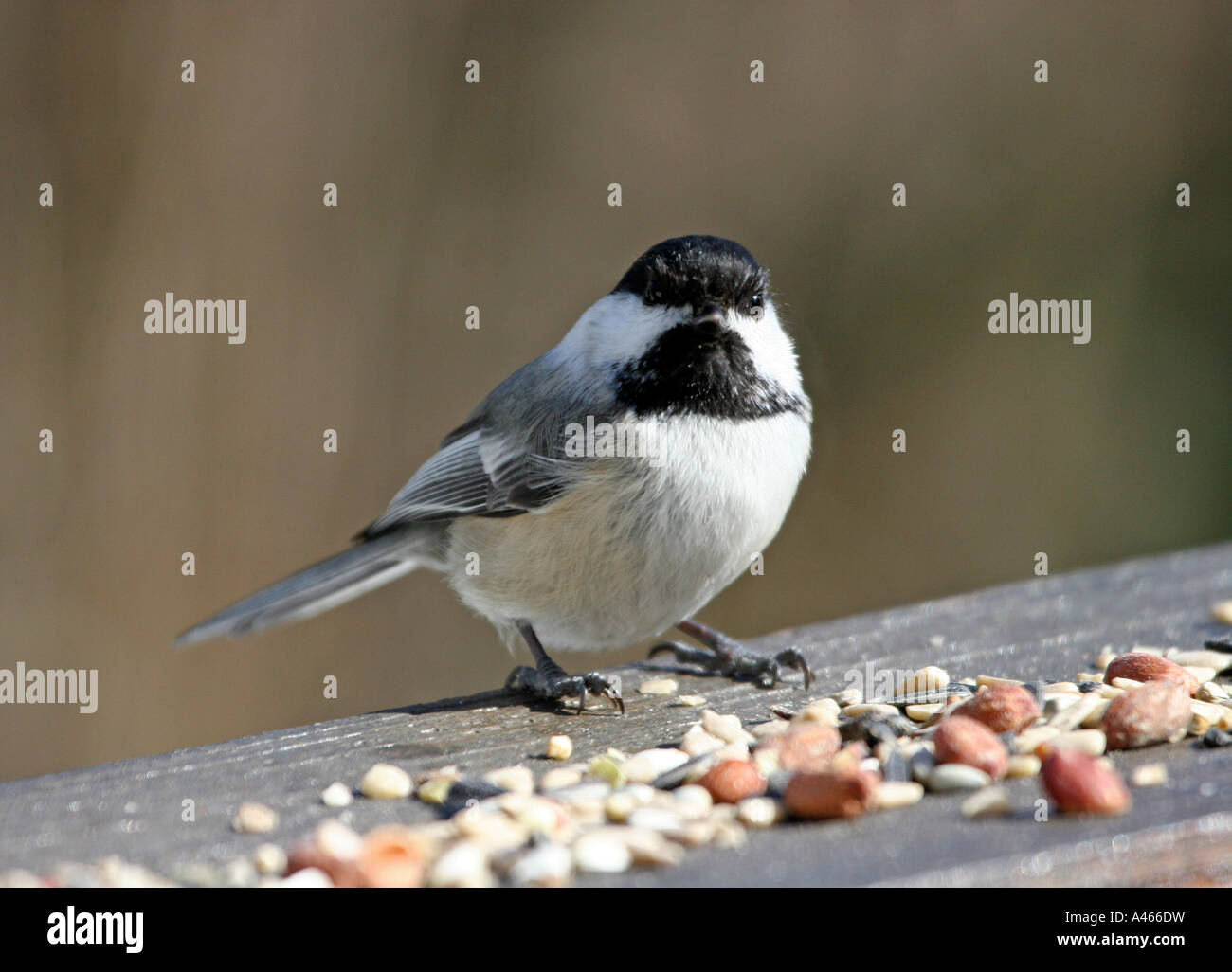 Black capped chickadees hi-res stock photography and images - Alamy