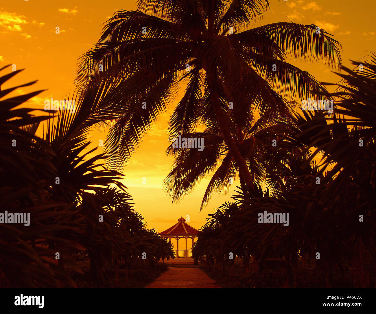 Tropical palm trees with romantic gazebo at sunset Stock Photo - Alamy