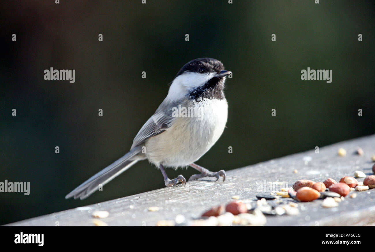 Black capped chickadees hi-res stock photography and images - Alamy
