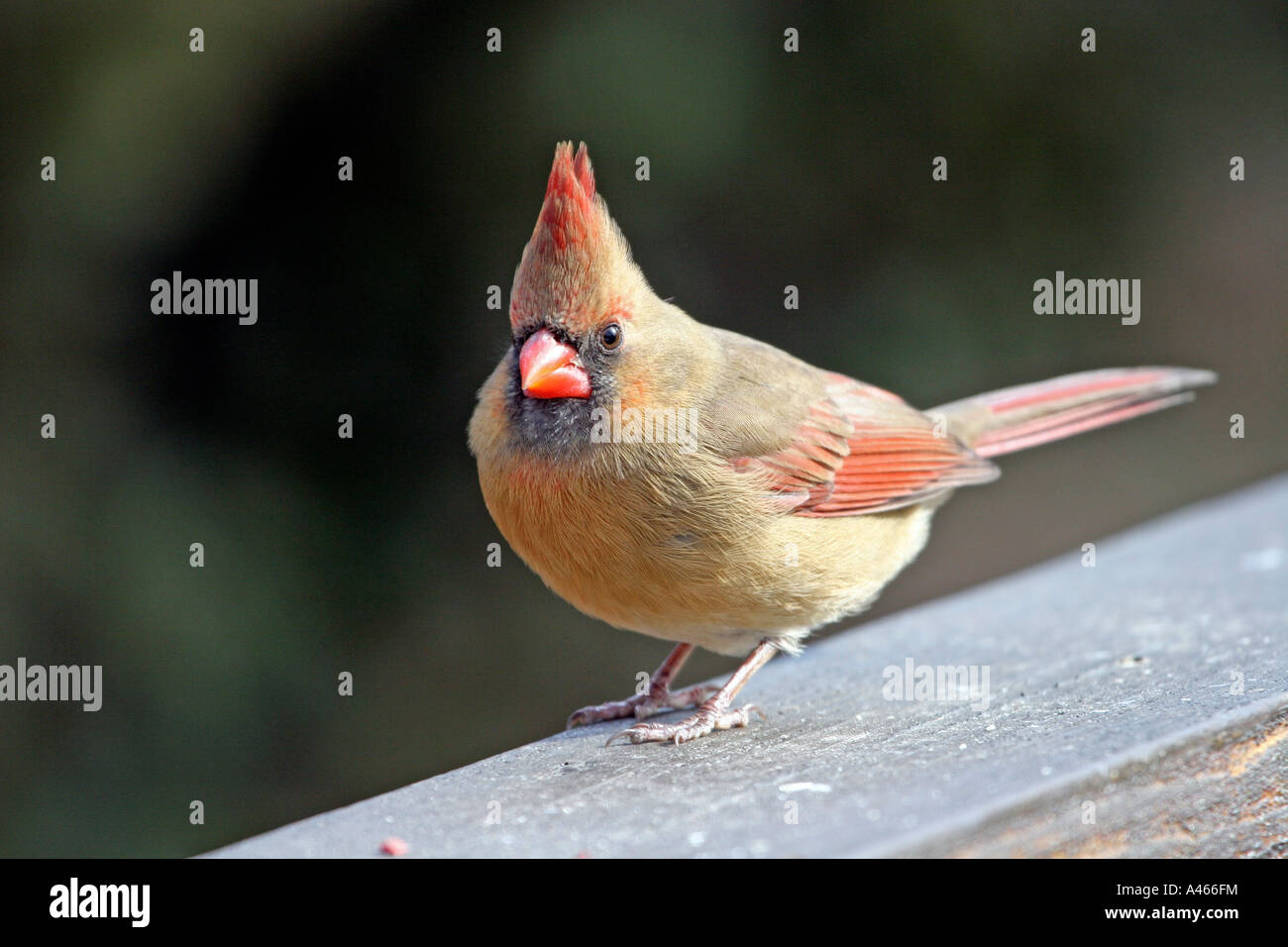 Right cardinal hi-res stock photography and images - Alamy