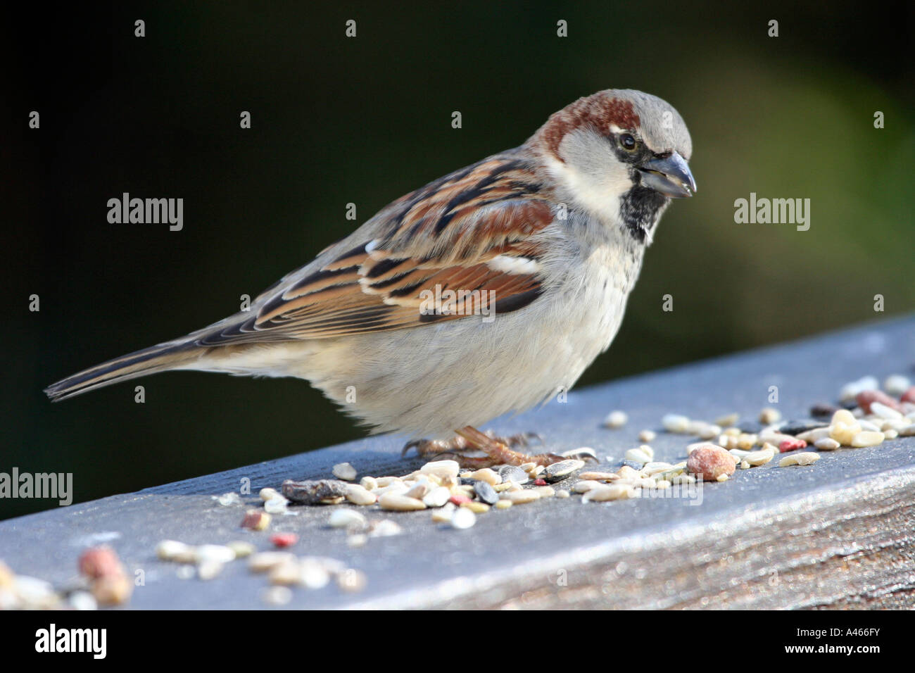 English sparrows hi-res stock photography and images - Alamy