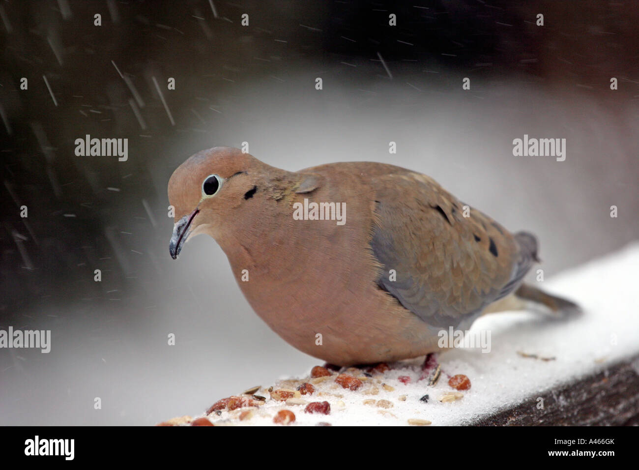 Mourning Dove feeding during snow storm Stock Photo - Alamy