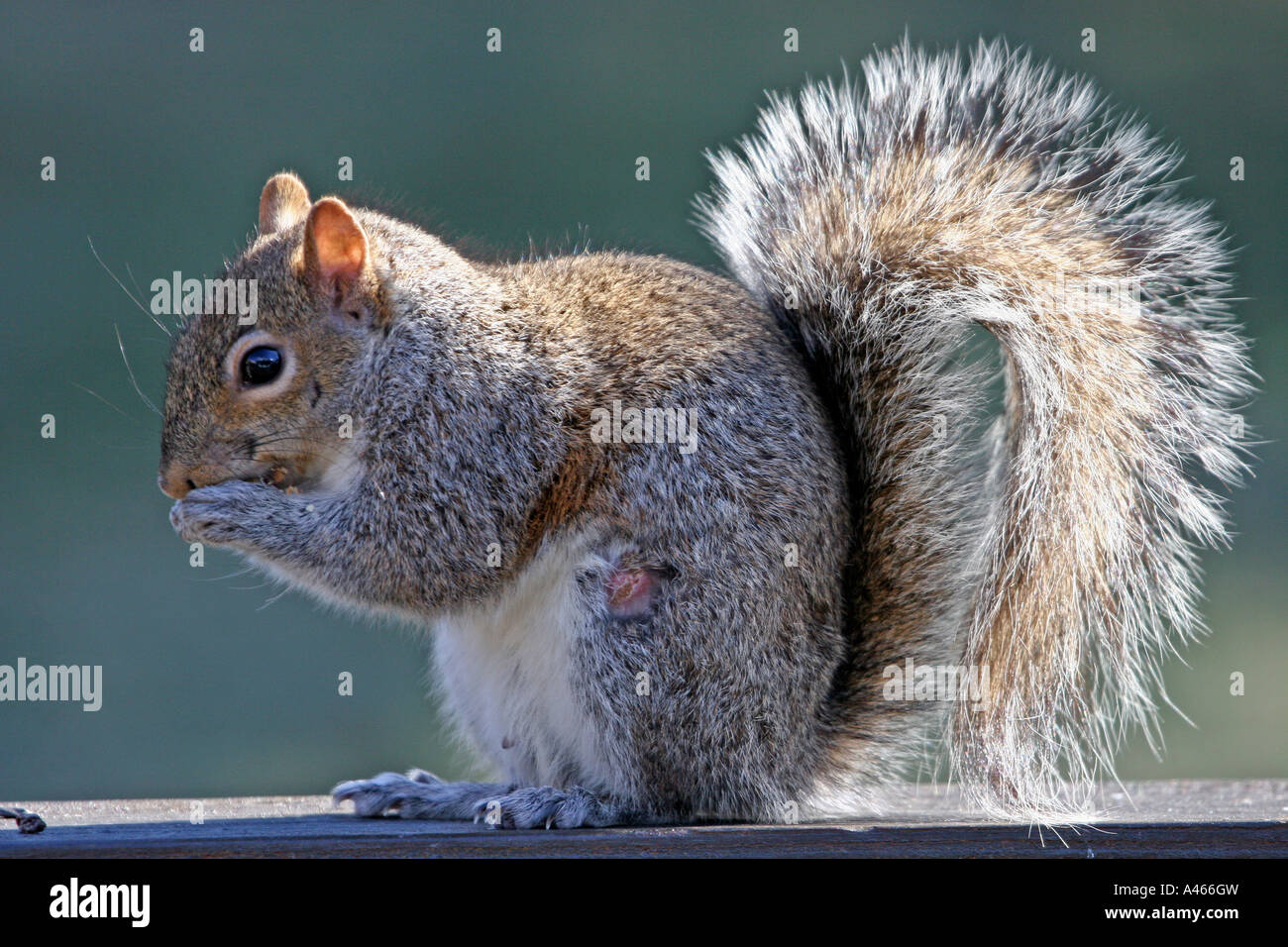 Crazy squirrel hi-res stock photography and images - Alamy