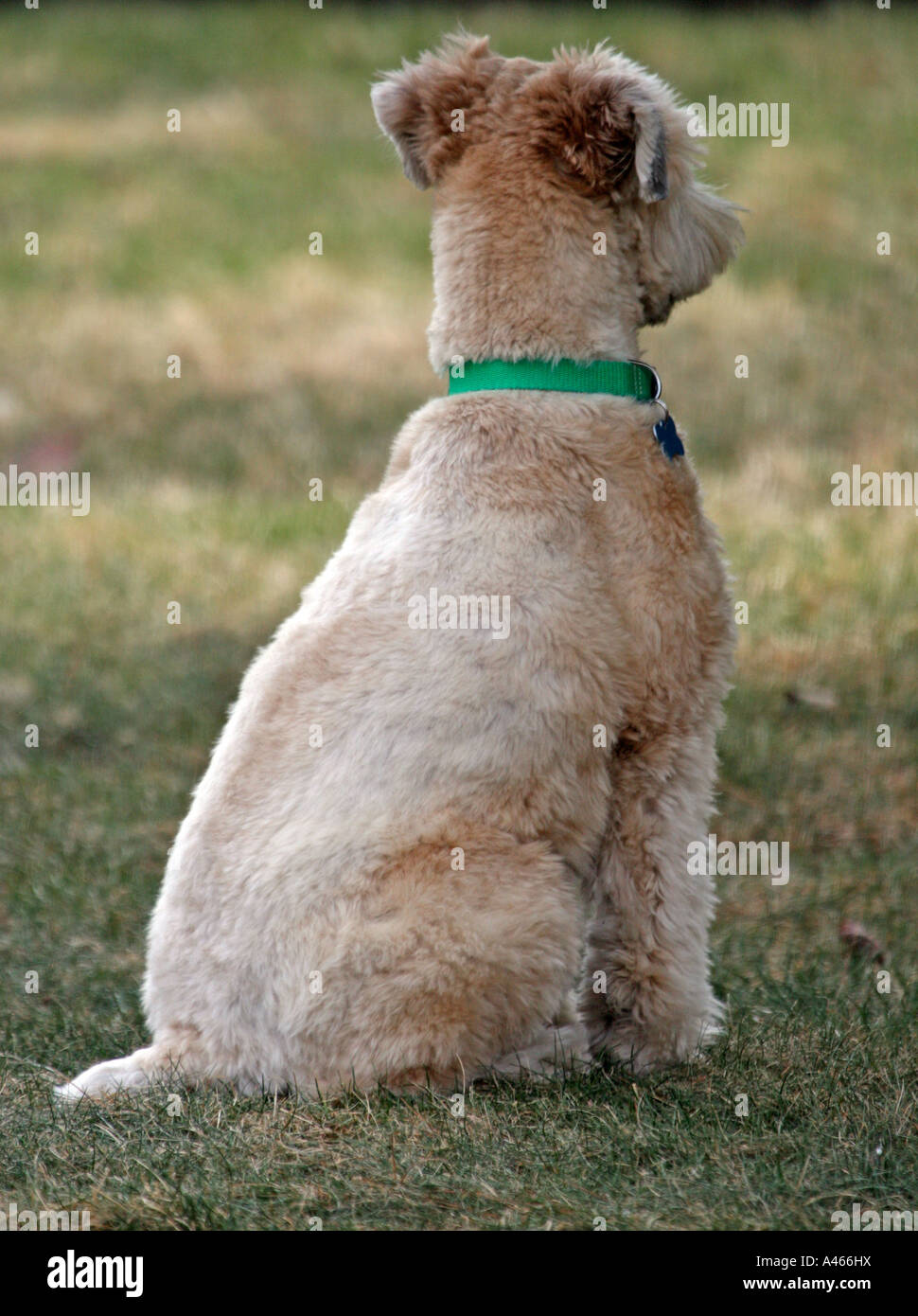Soft Coated Wheaten Terrier sitting viewed from back Stock Photo - Alamy