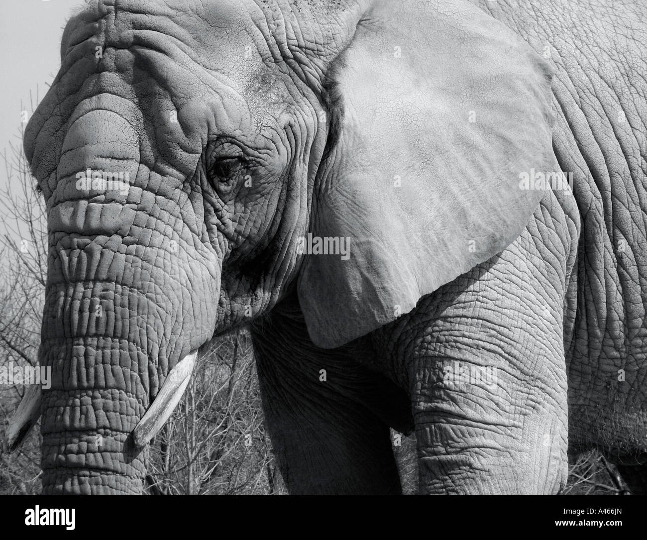 Old wrinkled grey African elephant Stock Photo - Alamy