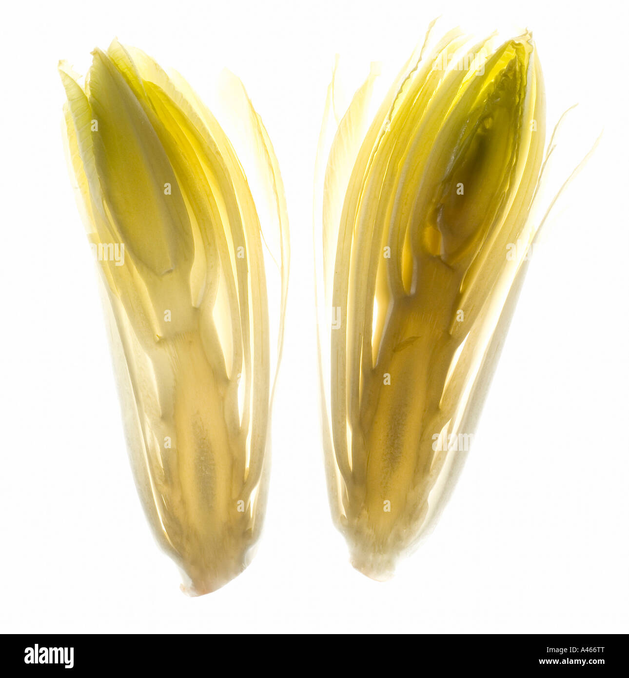 Chicory cut in half on a white background Stock Photo - Alamy
