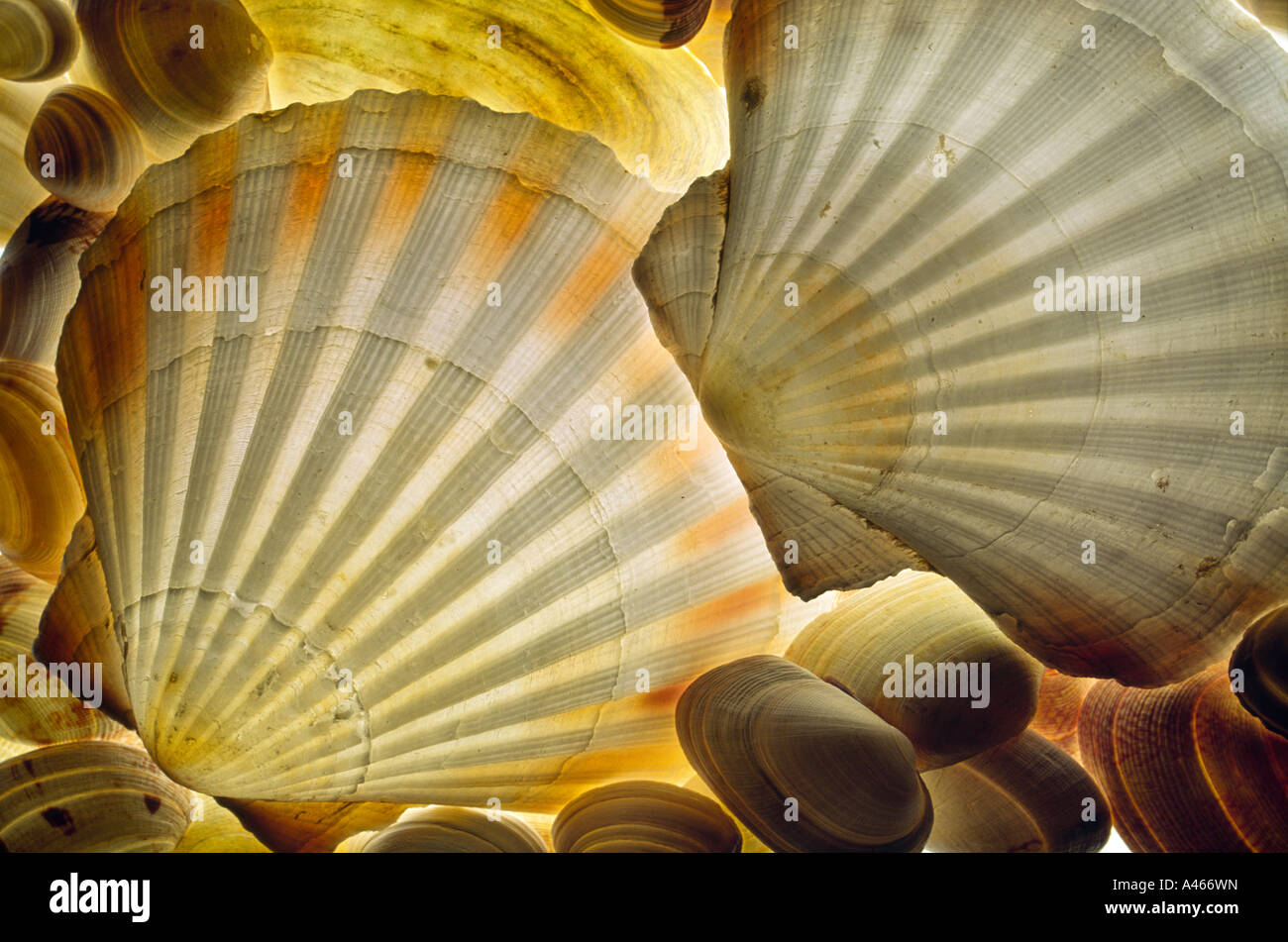 Sea shell still life Stock Photo - Alamy