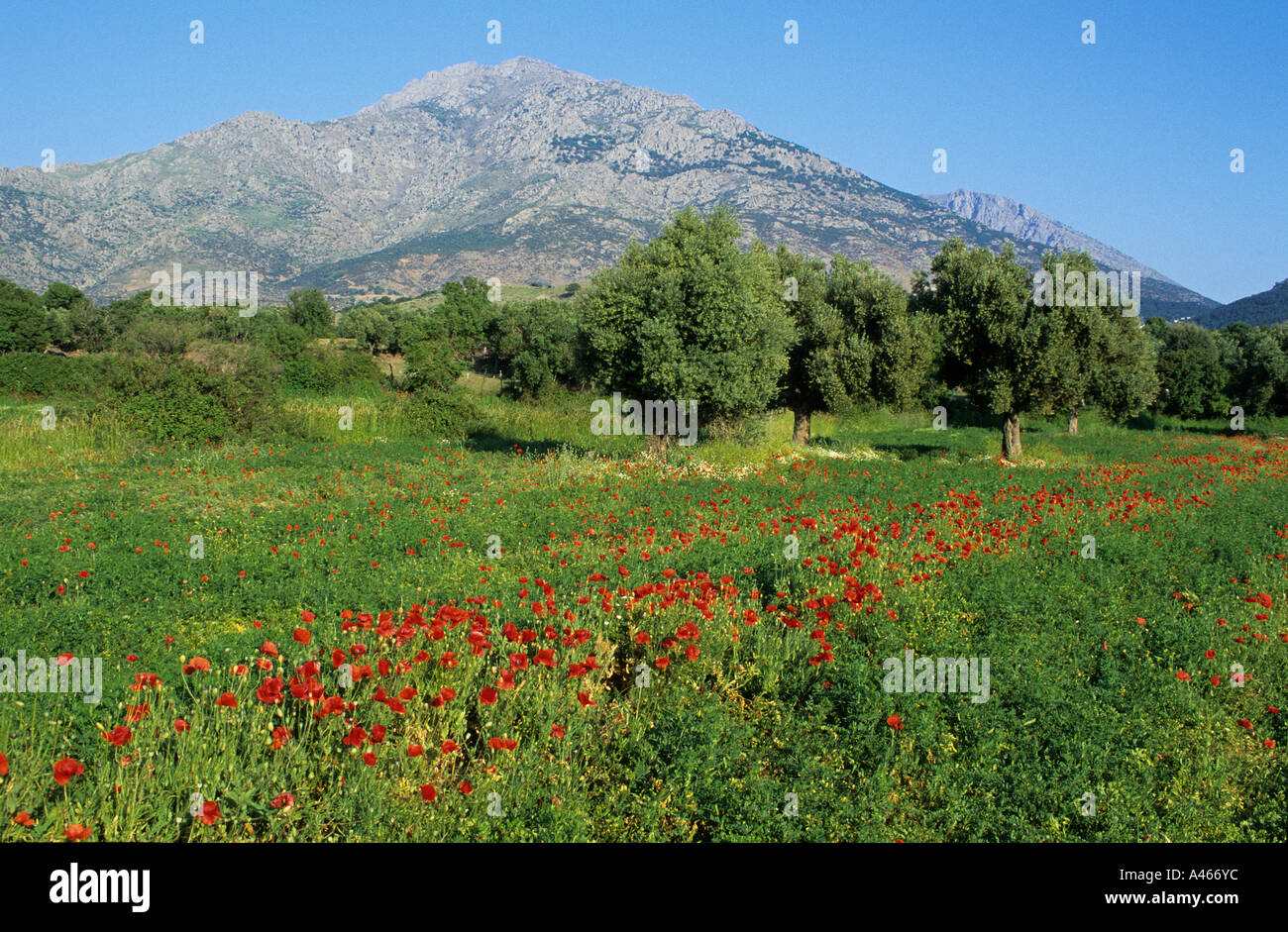 Spring on Samothraki island, Thrakia, Greece Stock Photo - Alamy