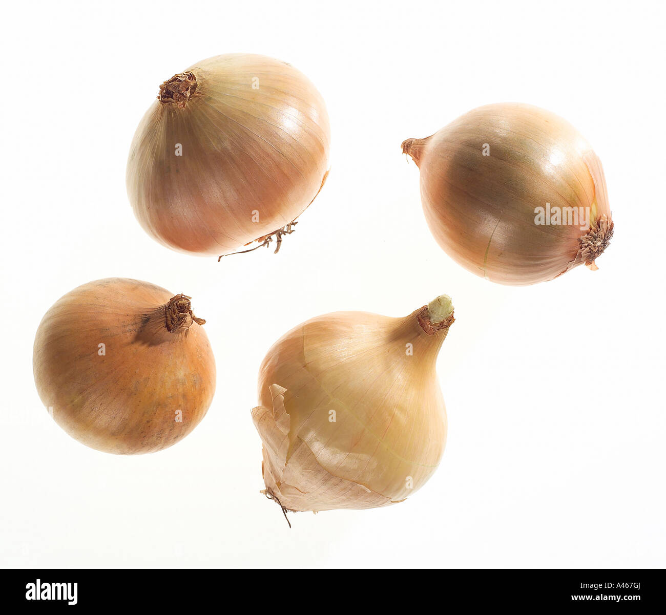 Onions on a white background Stock Photo - Alamy