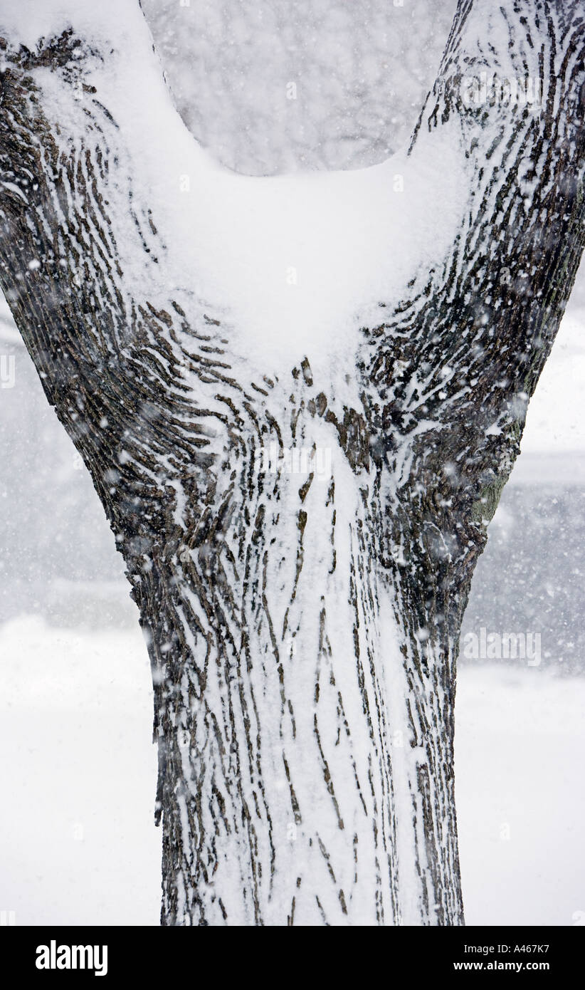 Crook Of Tree High Resolution Stock Photography and Images - Alamy