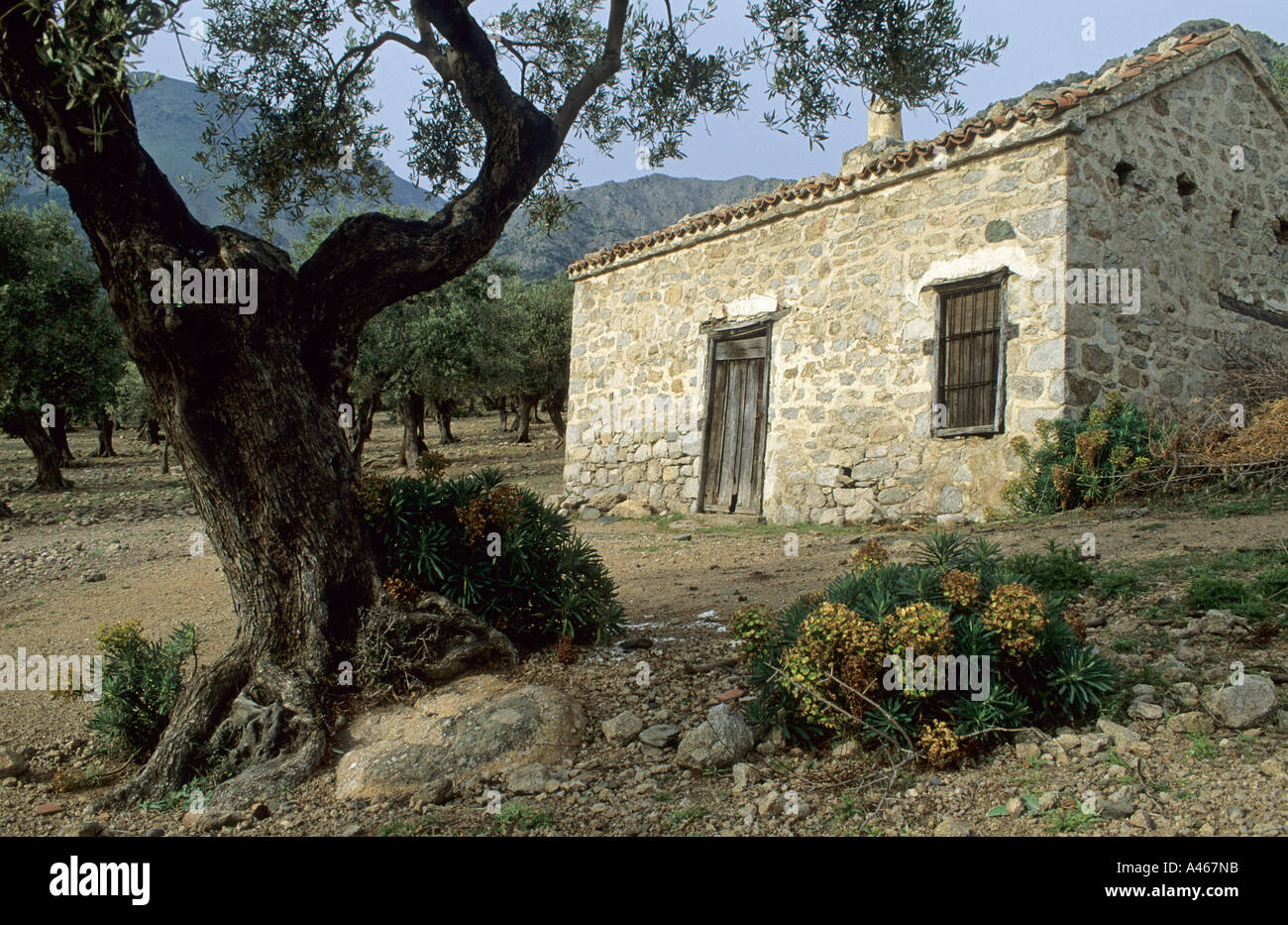 Old house in a olive tree forest, Samothraki island, Thrakia, Greece ...