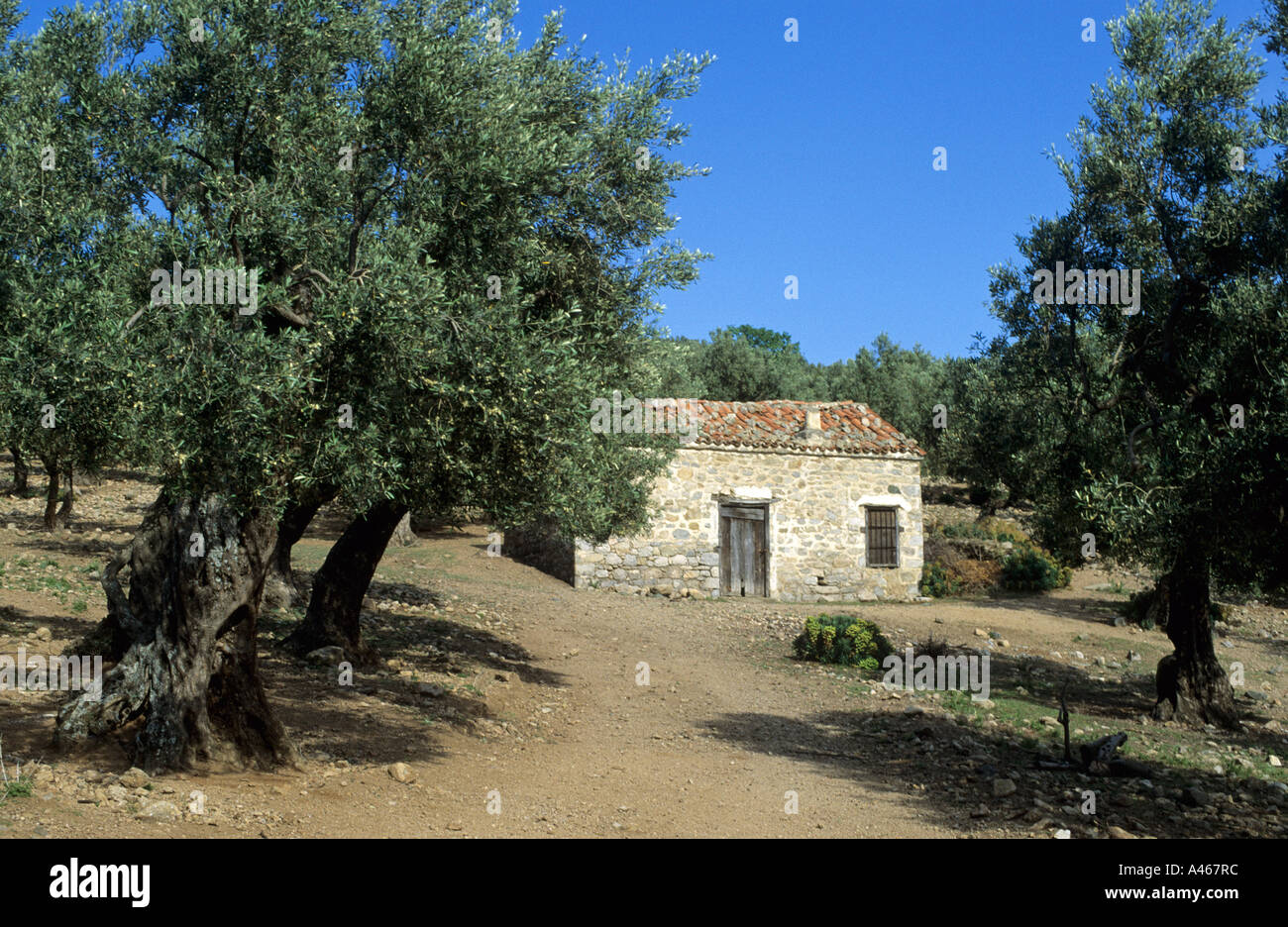 Old house in a olive tree forest, Samothraki island, Thrakia, Greece ...