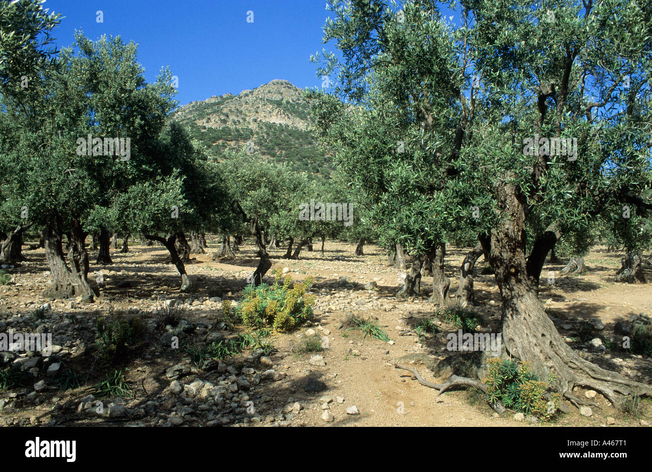 Olive tree forest under the saos mountains hi-res stock photography and ...