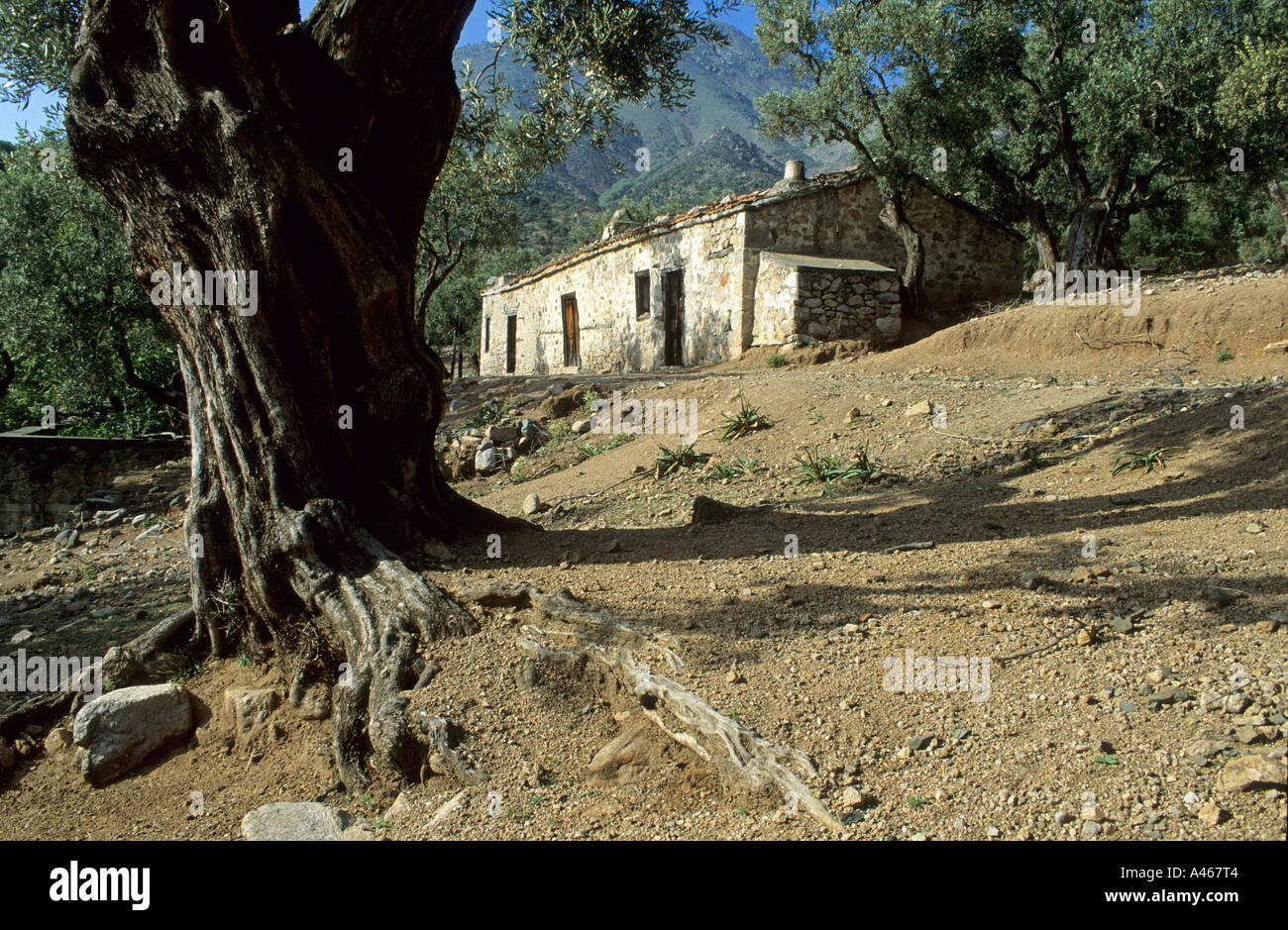 Old house in a olive tree forest, Samothraki island, Thrakia, Greece ...