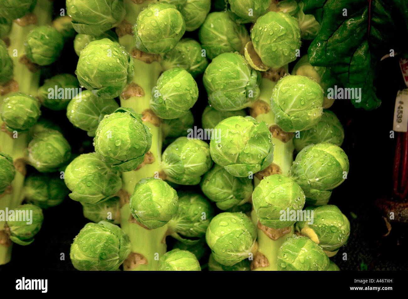 Harvested brussels sprouts on stalk, farmers market Stock Photo - Alamy