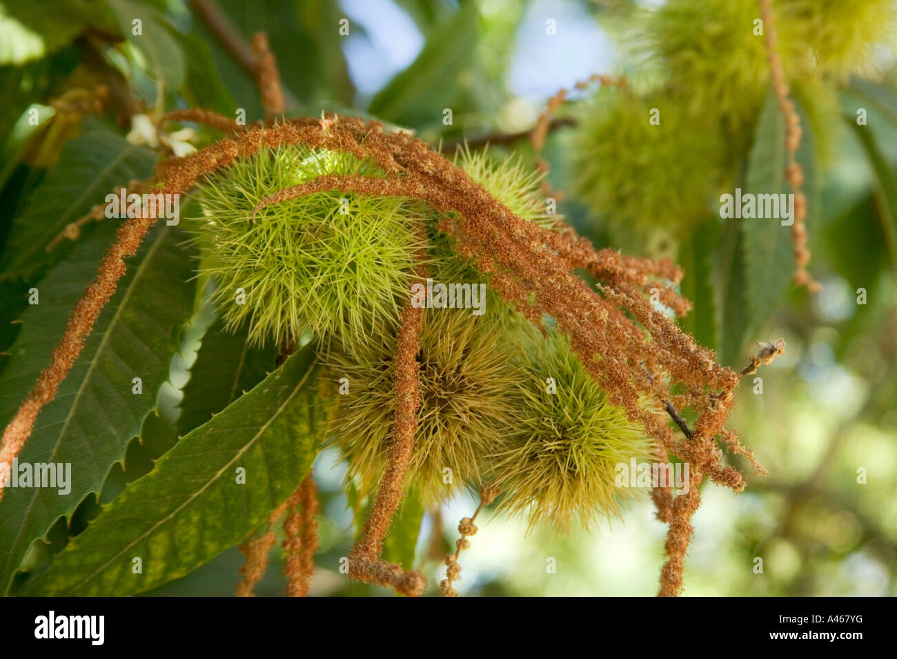 Prickly seed pods hi-res stock photography and images - Alamy