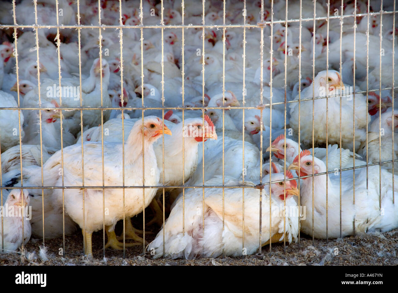 Chickens behind fence hi-res stock photography and images - Alamy
