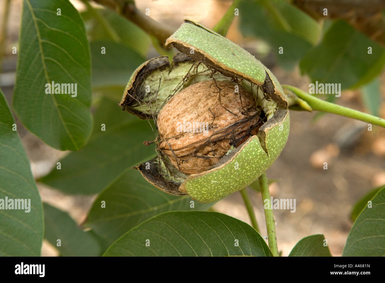 Mature walnut 'Tulare' variety leaving husk Stock Photo - Alamy