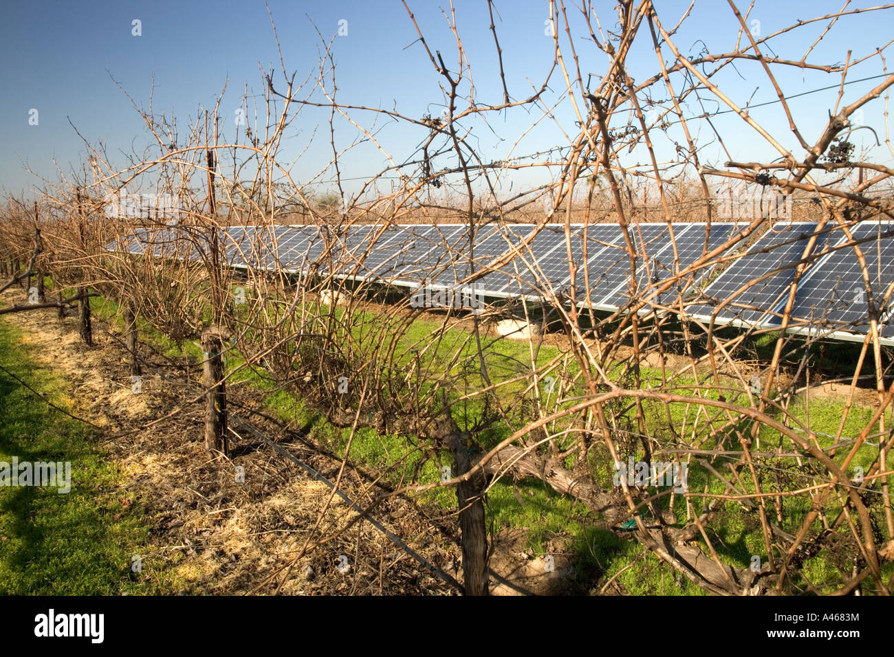 Solar panels operating in dormant vineyard Stock Photo - Alamy