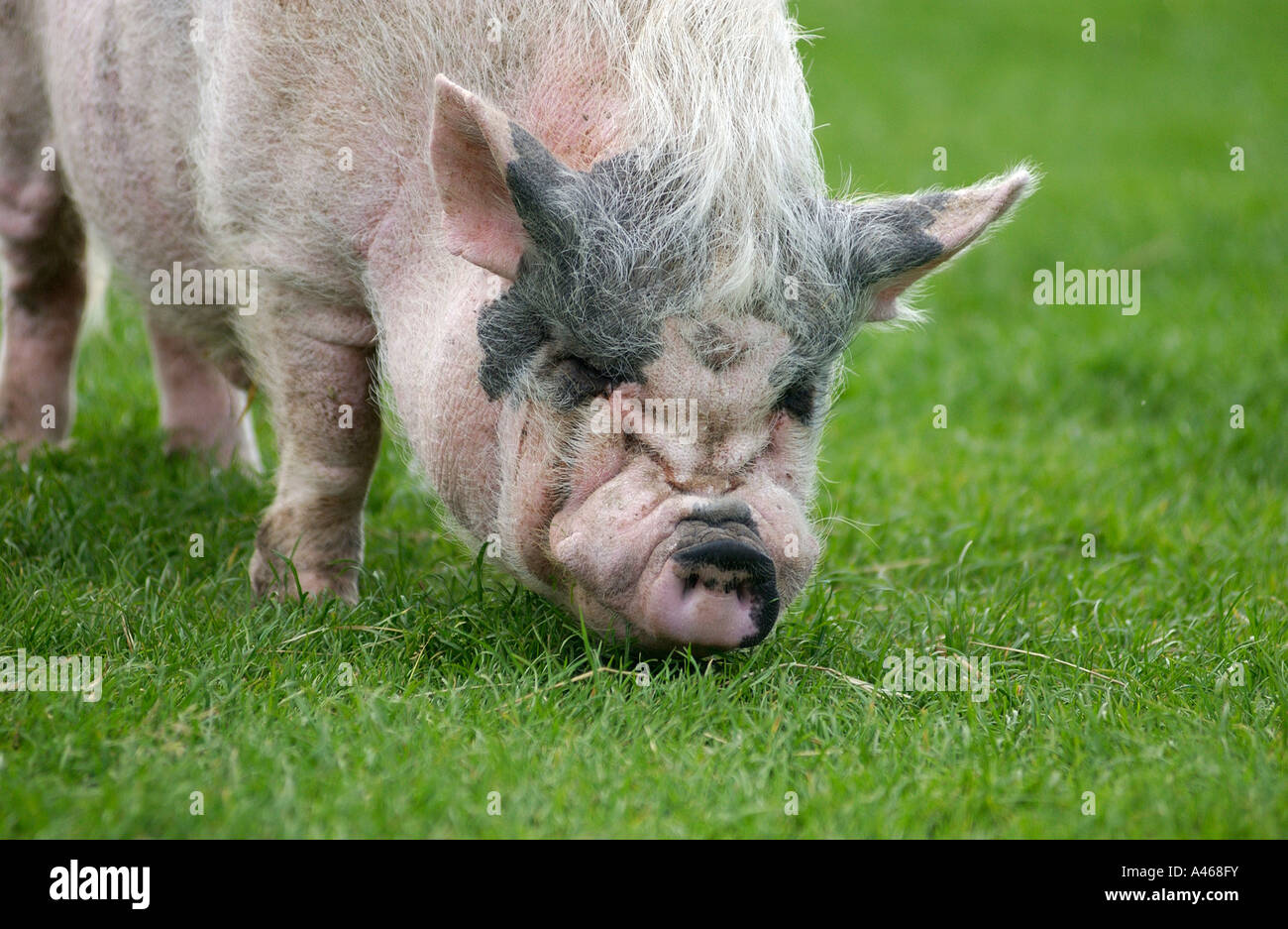 Leicestershire countryside farm hi-res stock photography and images - Alamy