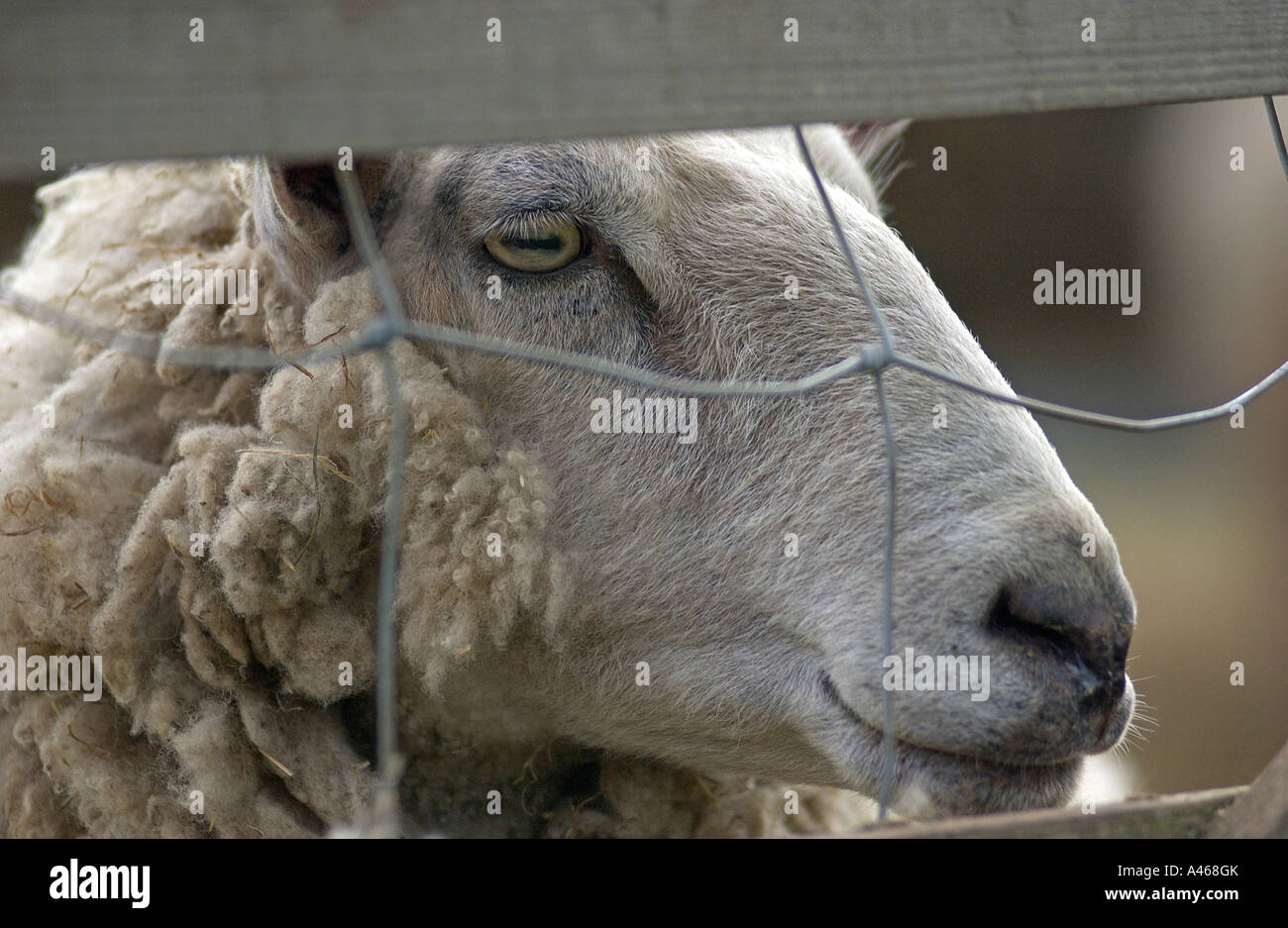 Sheeps Head in Close Up Stock Photo - Alamy