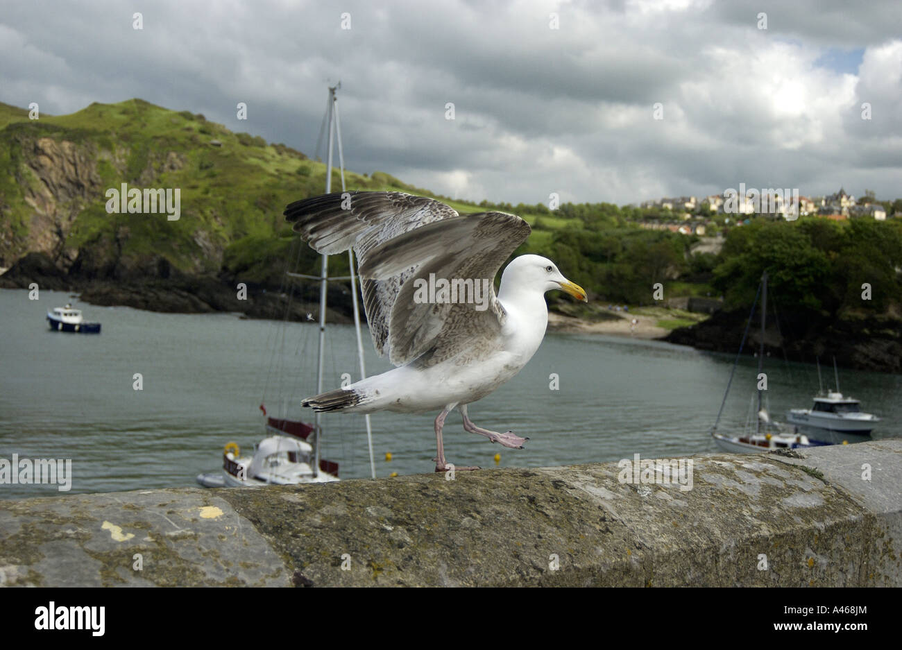 Seagull at Ilfracombe Harbour, North Devon, England Stock Photo - Alamy