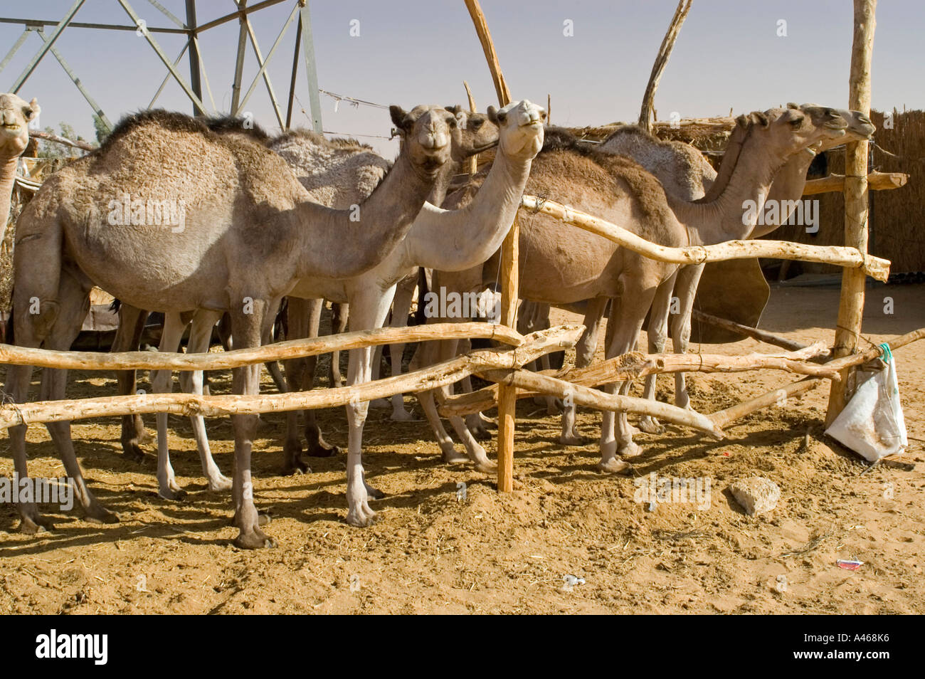 Camels at the camel market of Kufra, Kufrah, Libya Stock Photo - Alamy