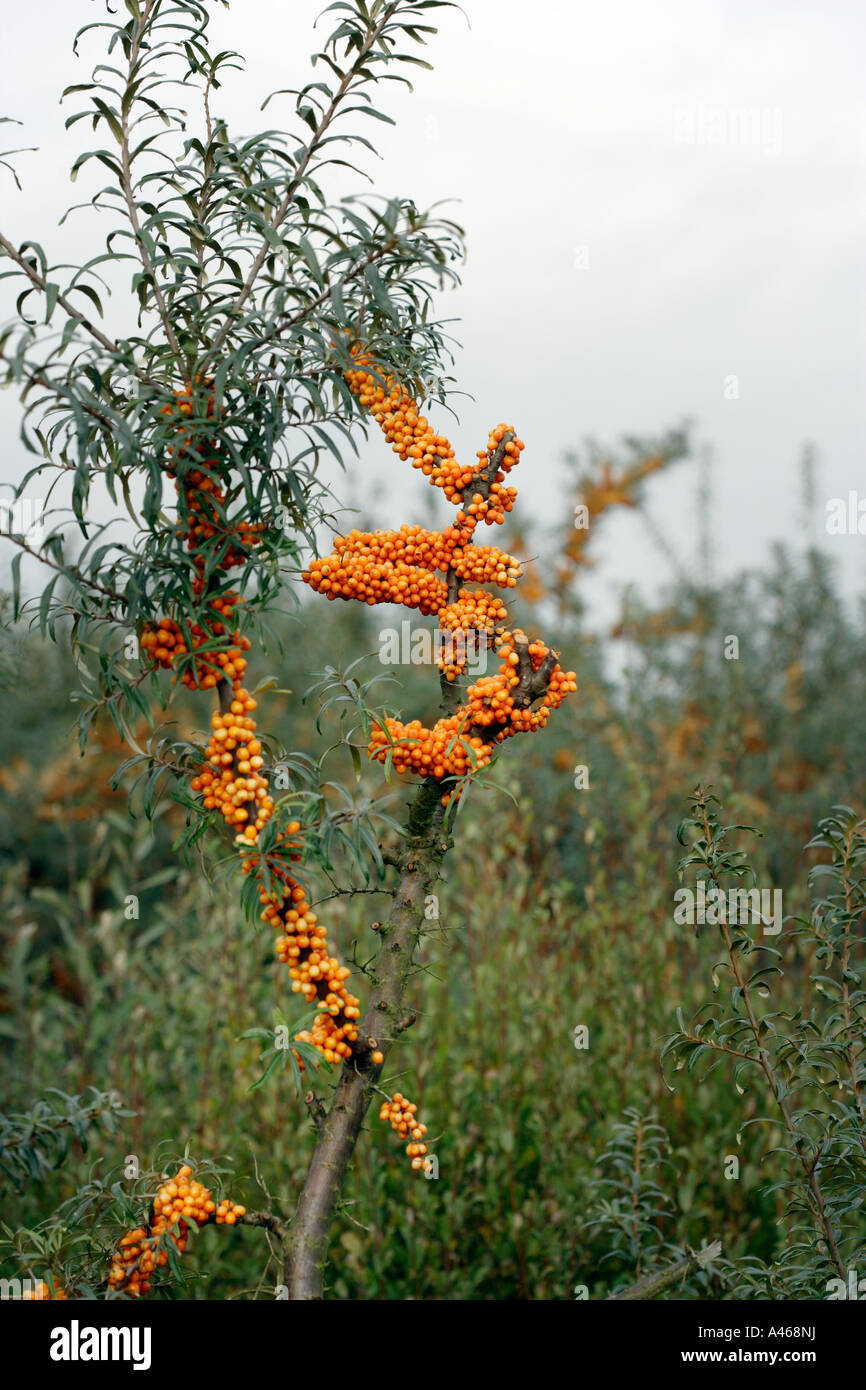 Sea buckthorn plant hi-res stock photography and images - Alamy