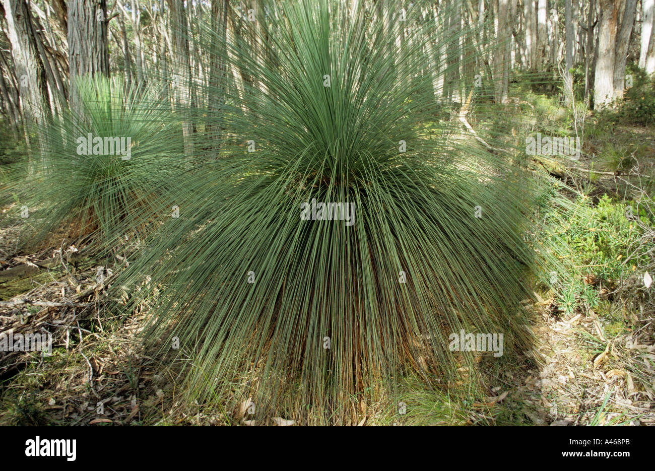 Australian grass tree in the Grampians National Park, Victoria, AUS ...