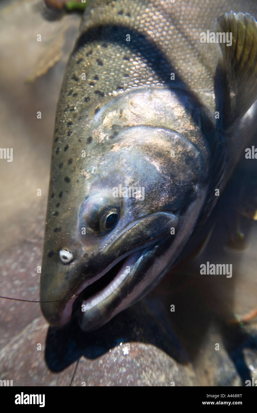 Coho salmon caught flyfishing Bulkley river BC Stock Photo - Alamy