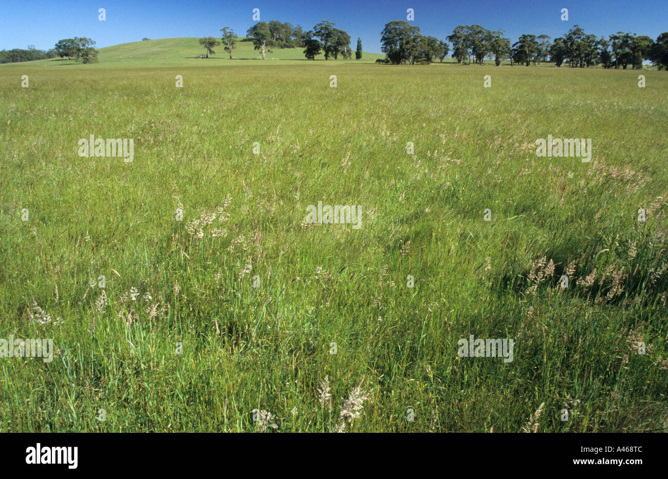 Typical sheep and cattle pasture in green Victoria, AUS Stock Photo - Alamy