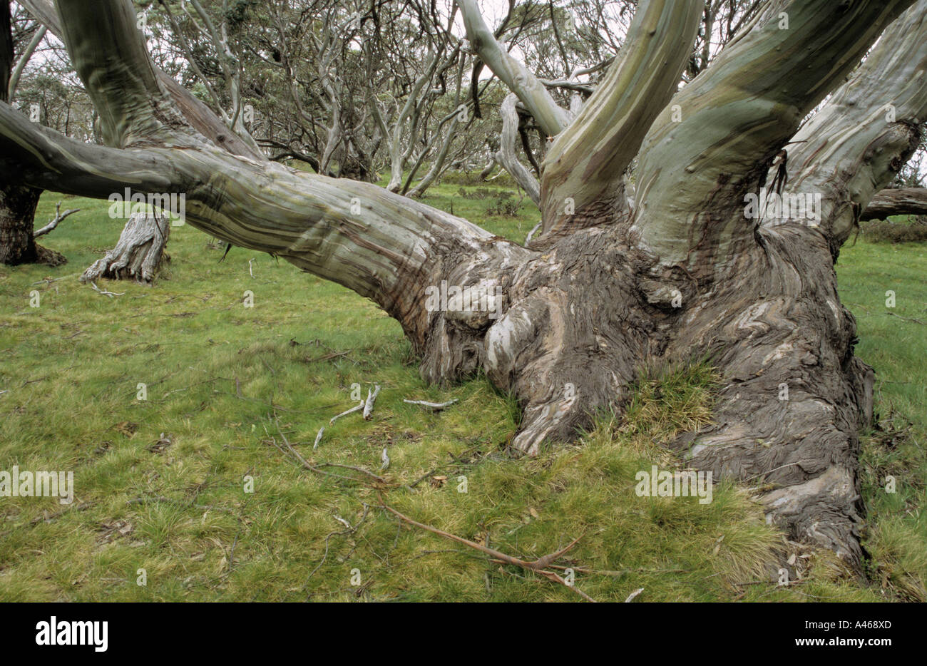 Snowgum hi-res stock photography and images - Alamy