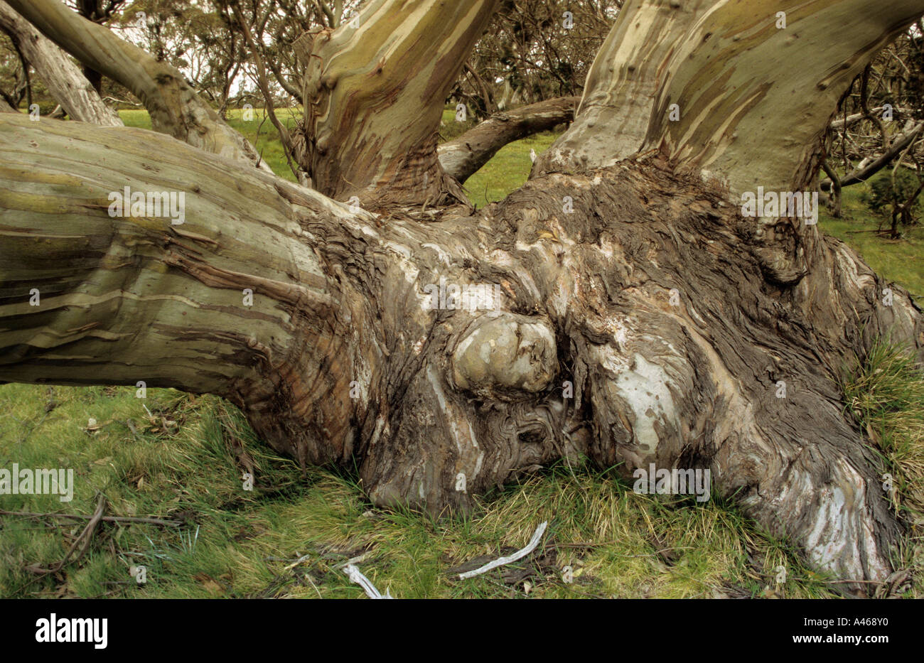 Snowgum eucalypt in the australian alps, Victoria, AUS Stock Photo - Alamy
