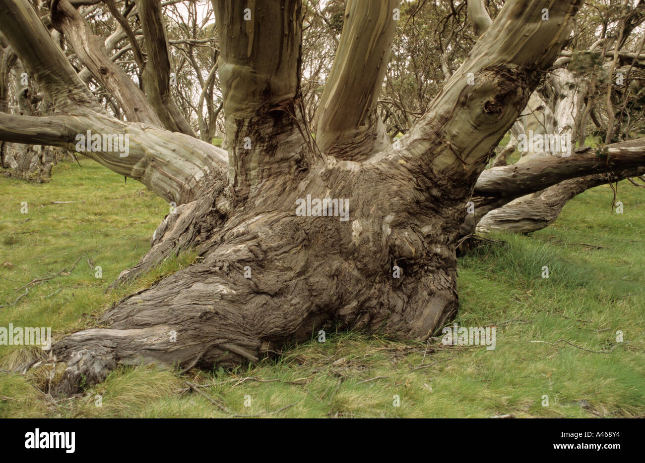 Snowgum eucalypt in the australian alps, Victoria, AUS Stock Photo - Alamy