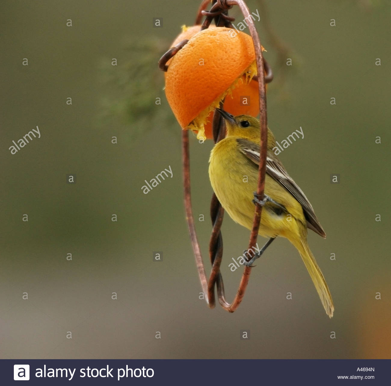 Orchard Oriole Female Stock Photos & Orchard Oriole Female Stock Images ...