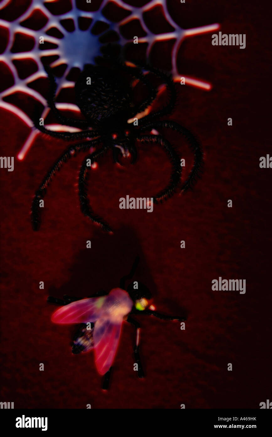 Concept image of spider ambushing fly Stock Photo - Alamy