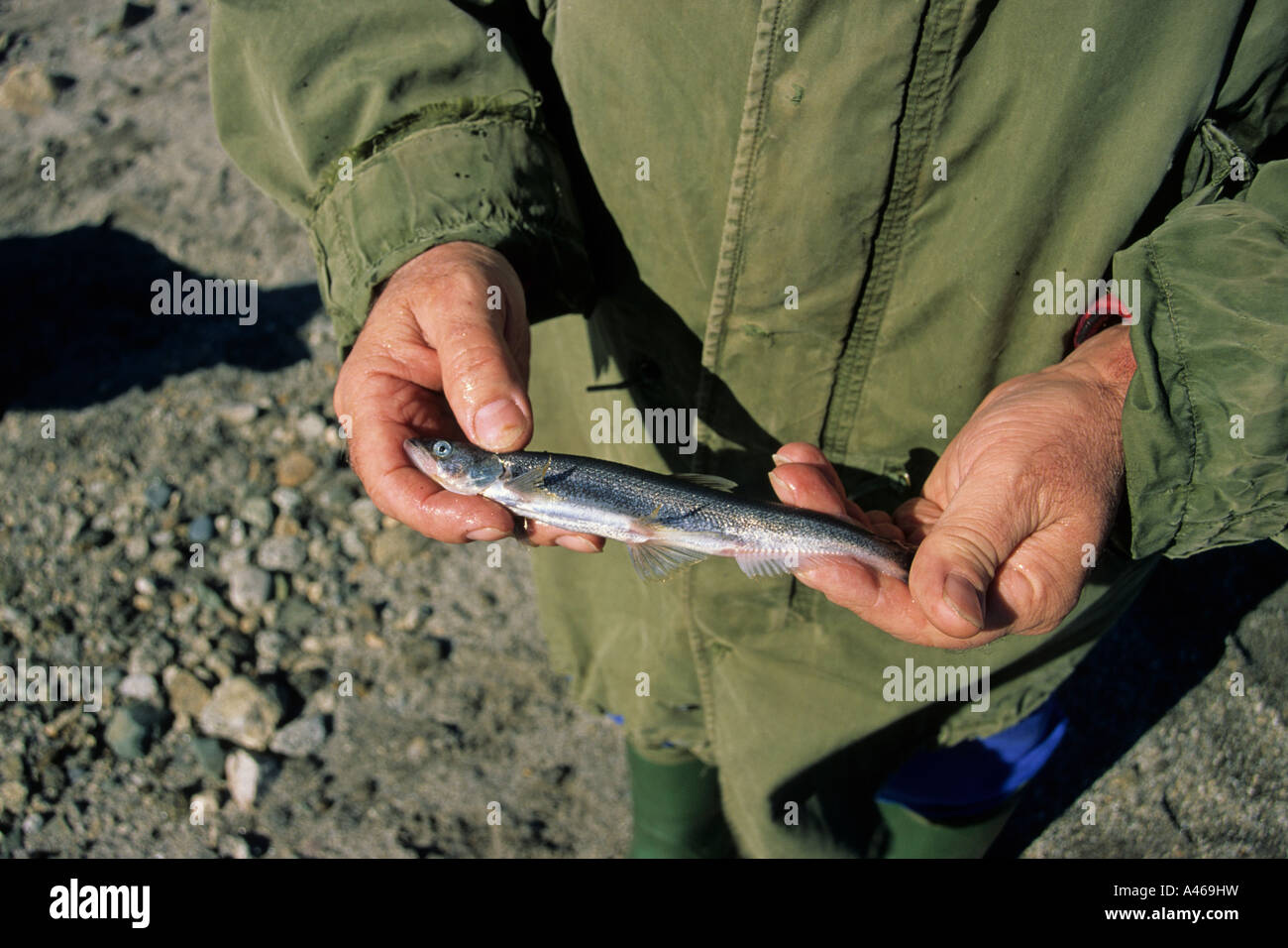 Eulachon british columbia hi-res stock photography and images - Alamy