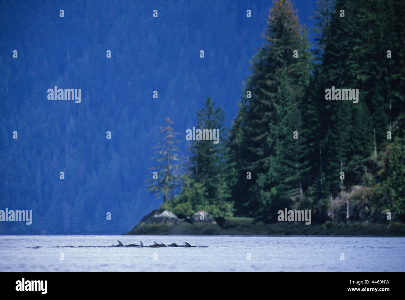 Pacific White sided Dolphins Glendale Cove Knight Inlet BC Stock Photo ...