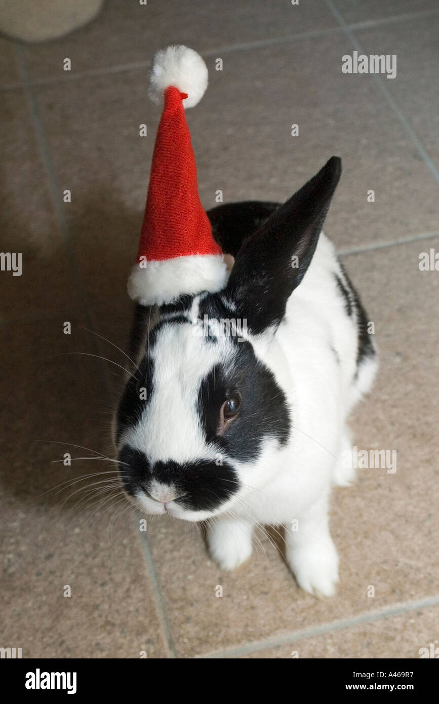 Christmas bunnies hi-res stock photography and images - Alamy
