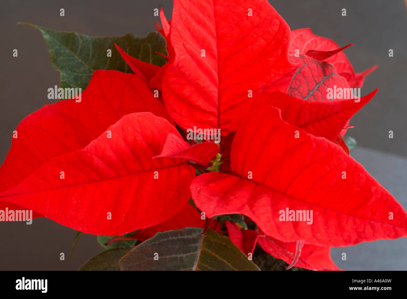 Poinsettia euphorbia pulcherrima noche buena hi-res stock photography ...