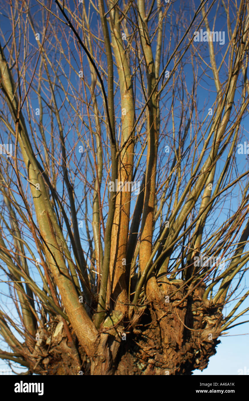 The netherlands willow hi-res stock photography and images - Alamy