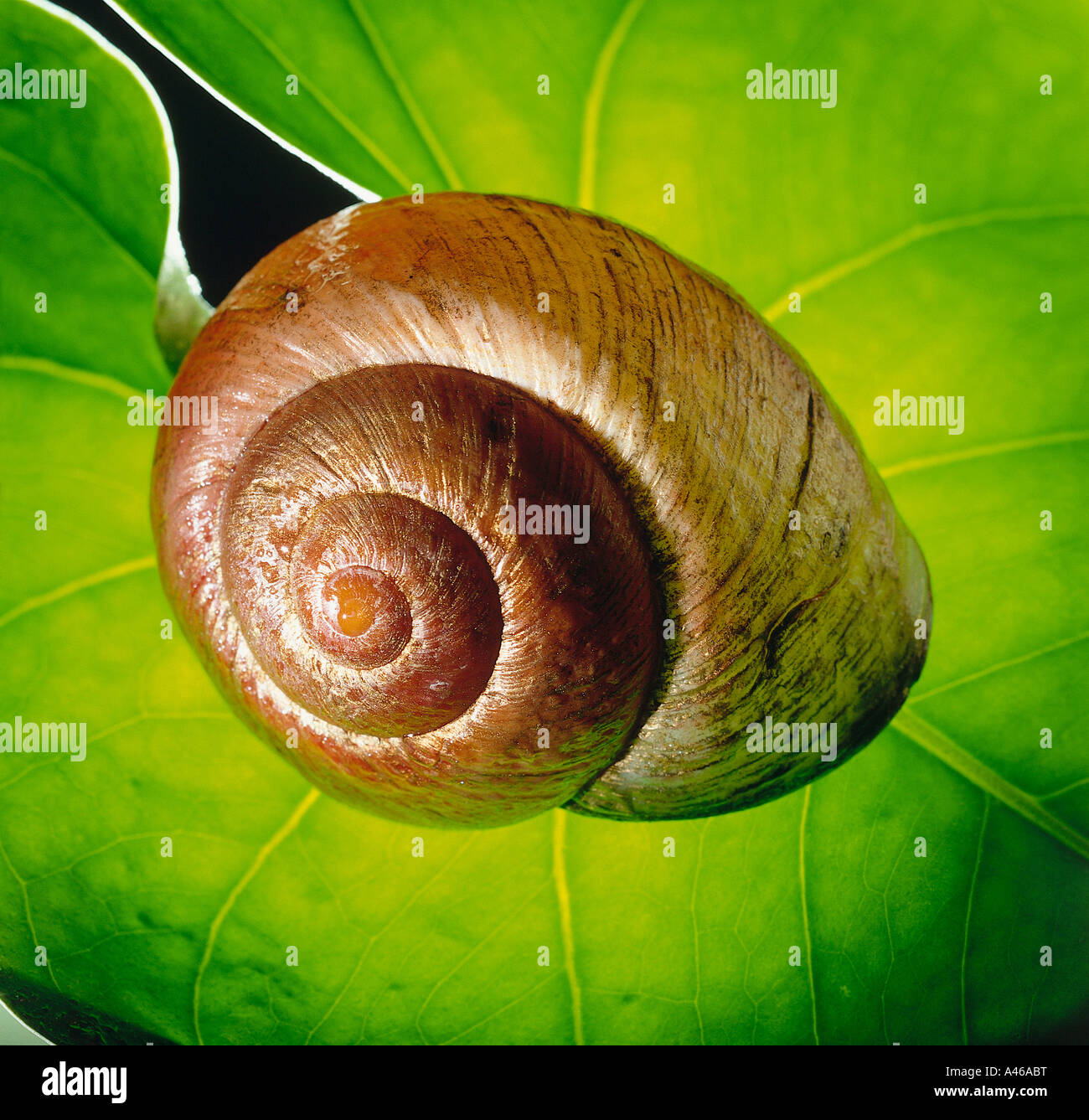 Snail in a leaf hi-res stock photography and images - Alamy