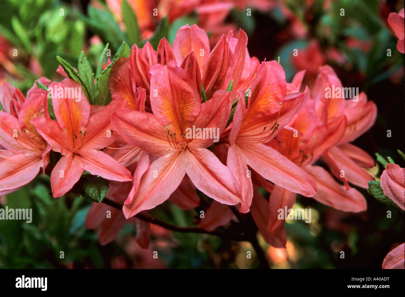 Peach, Rhododendron, Leonardslee Gardens, West Sussex Stock Photo - Alamy
