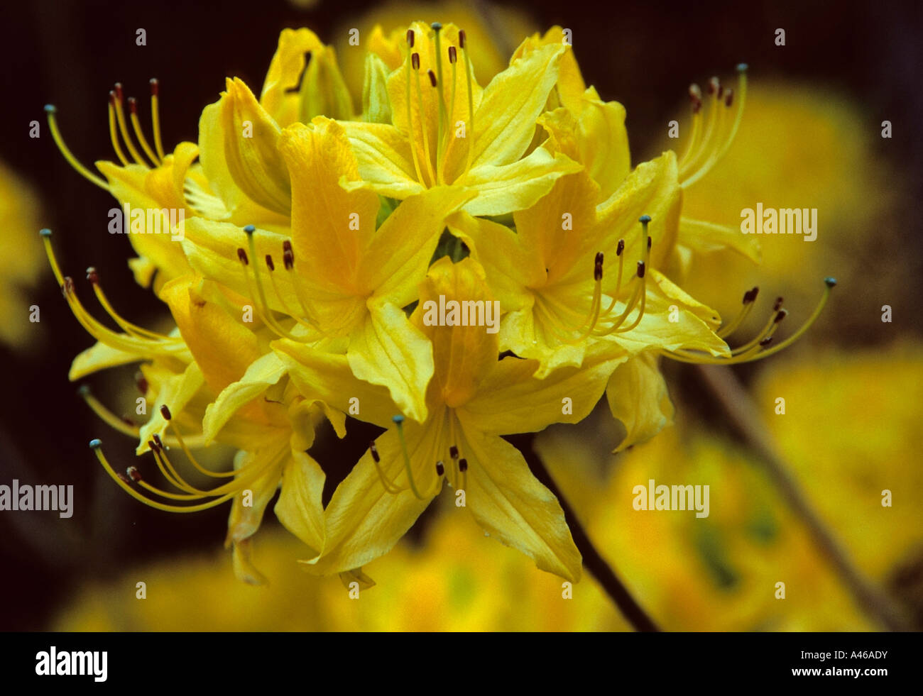 Yellow Rhododendron Luteum, Leonardslee Gardens, West Sussex Stock ...