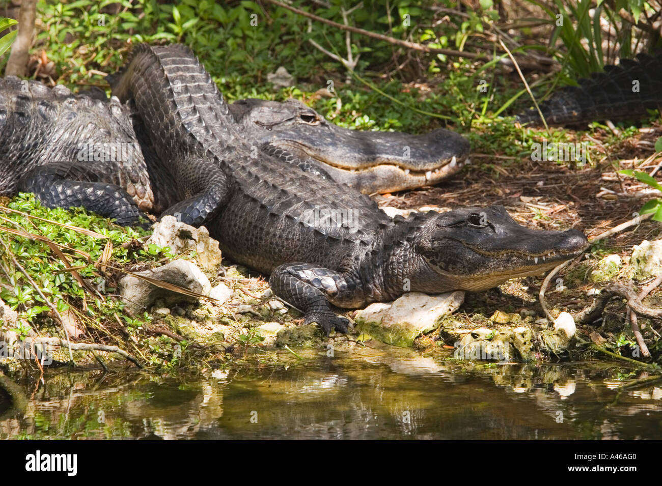 Florida sea waterside hi-res stock photography and images - Alamy