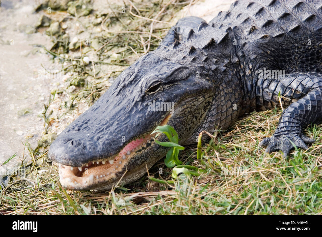 USA, Florida, head of an alligator Stock Photo - Alamy